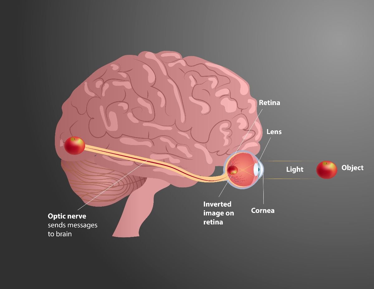 Neuro-oftalmologia - Hospital de Olhos Vasconcelos Neto
